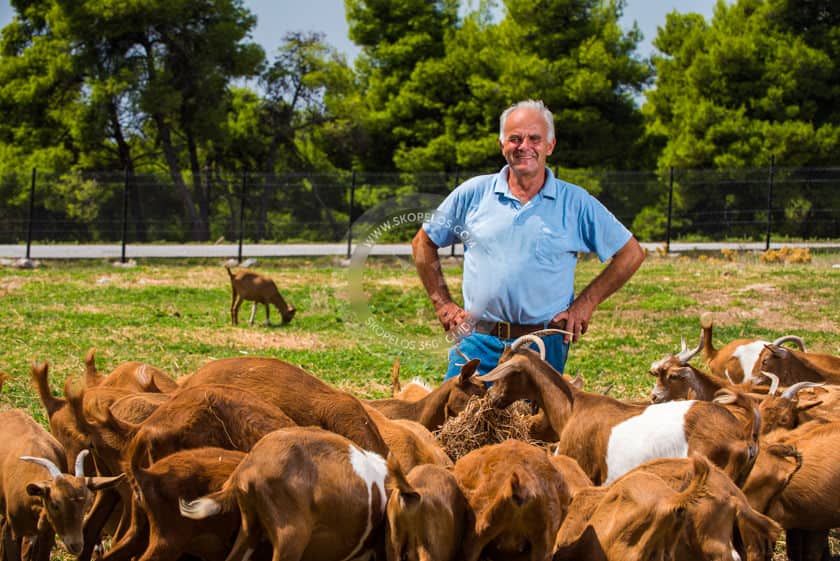 skopelos-local-products-gerakis-cheese-katiki-234 - SKOPELOS.COM