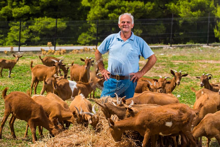 skopelos-local-products-gerakis-cheese-katiki-240 - SKOPELOS.COM
