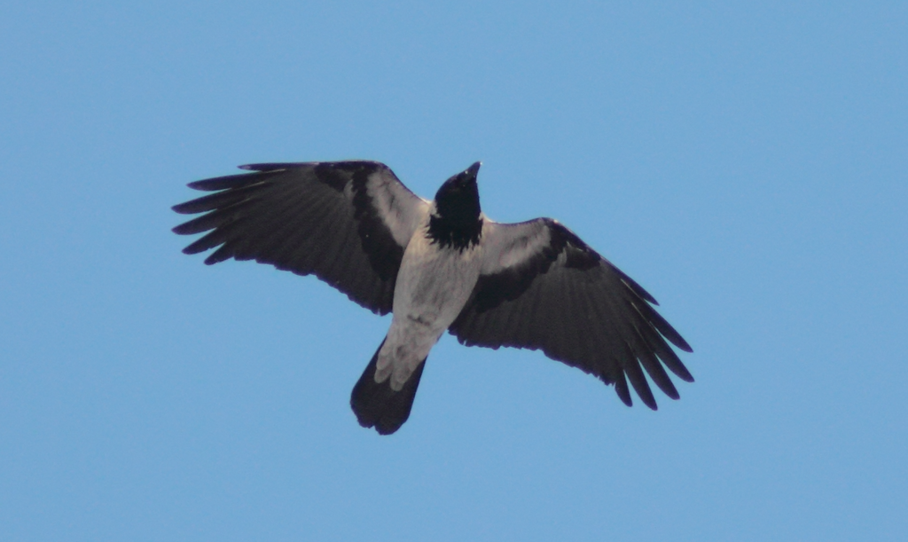 Skopelos birdwatching Birdwatching tours Skopelos Skopelos birding ...